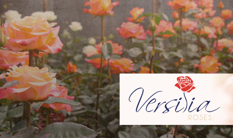 Versilia Roses – SeventeenIS